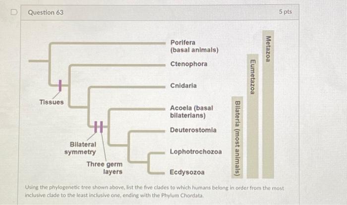 Solved Question 63 Tissues Bilateral symmetry Porifera | Chegg.com
