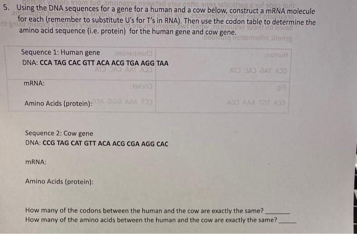 Solved 5. Using the DNA sequences for a gene for a human and | Chegg.com