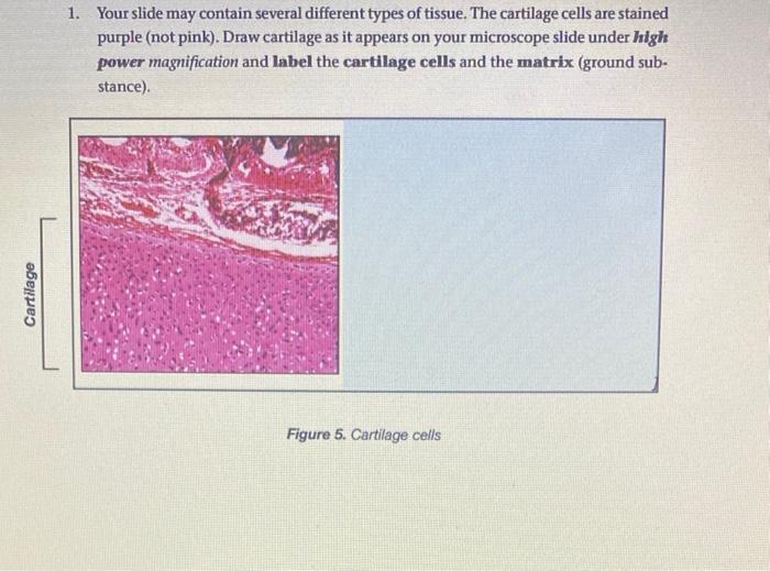 Solved Figure 4. Skeletal muscle cells D. Cartilage | Chegg.com