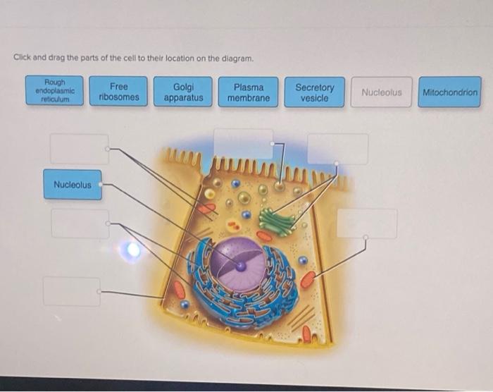Solved Click and drag the parts of the cell to their | Chegg.com