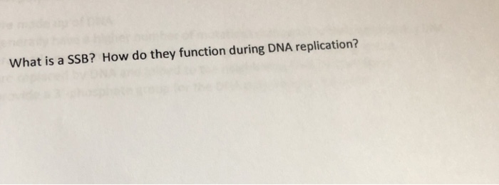 Solved What is a SSB? How do they function during DNA | Chegg.com