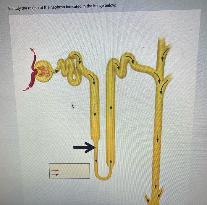 Solved Identify the region of the nephron indicated in the | Chegg.com