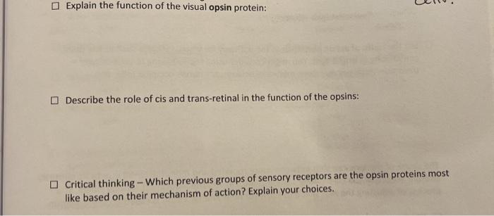 Solved Explain the function of the visual opsin protein: | Chegg.com