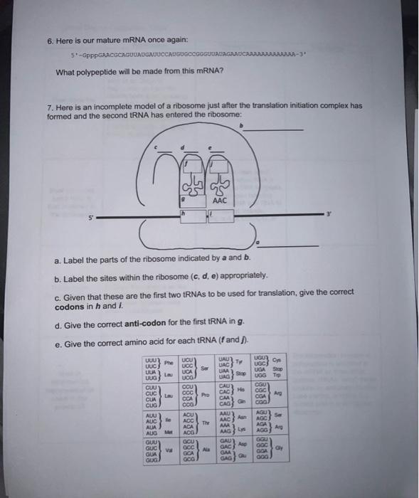Solved 7. Here is an incomplete model of a ribosome just | Chegg.com
