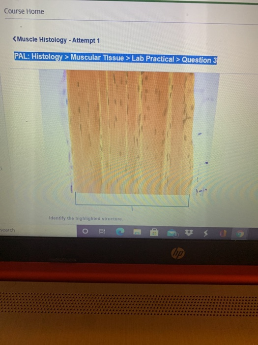 Solved Course Home Muscular Tissue > Lab Practical > | Chegg.com