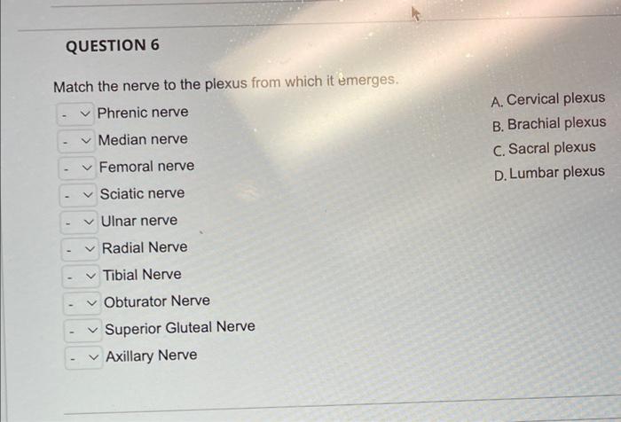 Solved QUESTION 6 Match the nerve to the plexus from which | Chegg.com