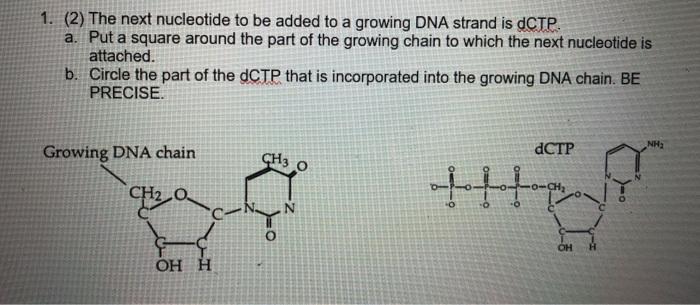 Solved (2) The next nucleotide to be added to a growing DNA | Chegg.com
