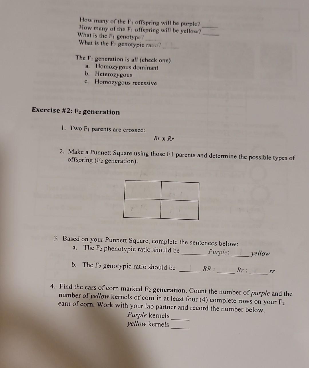 Solved This expanded version of a Punnett square shows how | Chegg.com