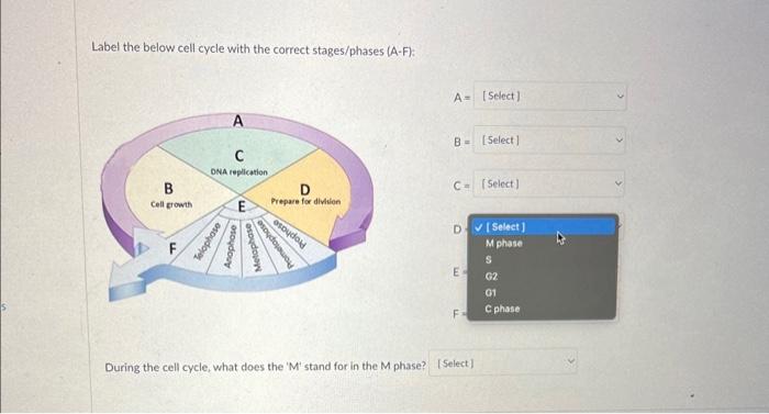 Solved Label the below cell cycle with the correct | Chegg.com