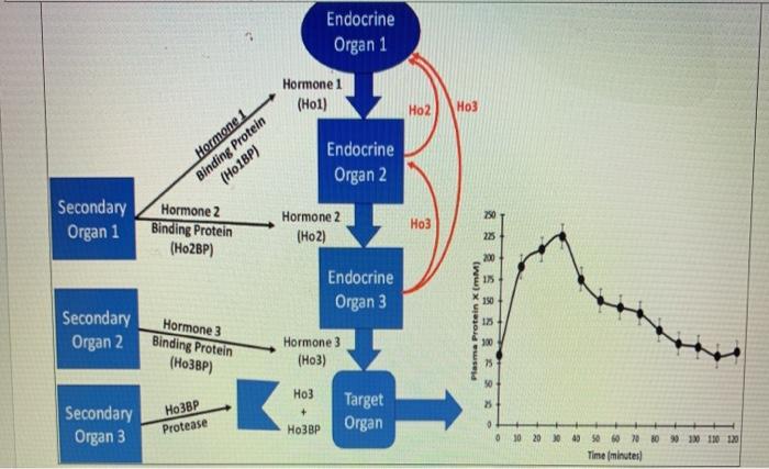 Solved Use the diagram of a hypothetical endocrine axis | Chegg.com