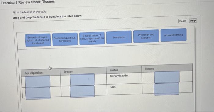Solved Exercise 5 Review Sheet: Tissues Fill in the blanks | Chegg.com