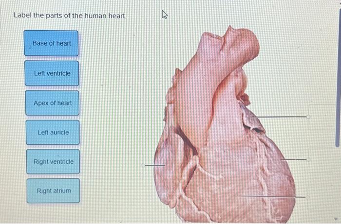Solved Label the parts of the human heart.Base of heart Left | Chegg.com