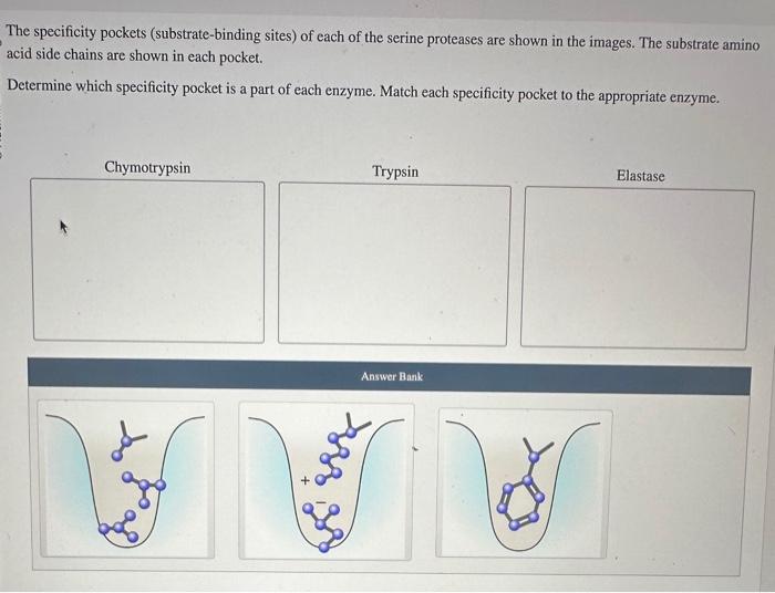 Solved The specificity pockets (substrate-binding sites) of | Chegg.com