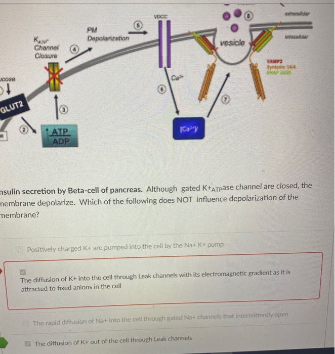Solved PM Danslarvestion Ky Channel Closure vesiale VAMP SP | Chegg.com