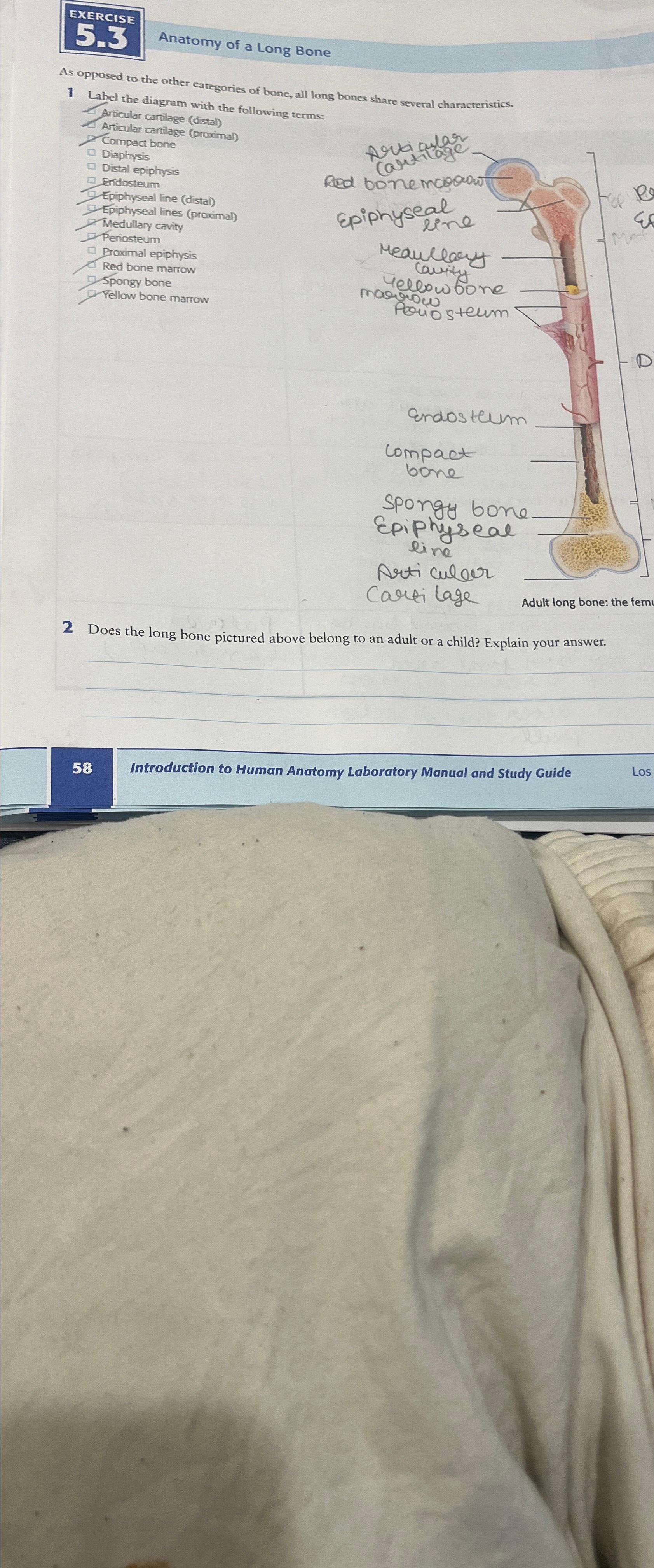 Solved Does the long born pictured above bekong to adult or | Chegg.com