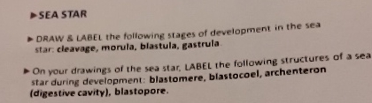 Solved SEA STARDRAW S ﻿LABEL the following stages of | Chegg.com