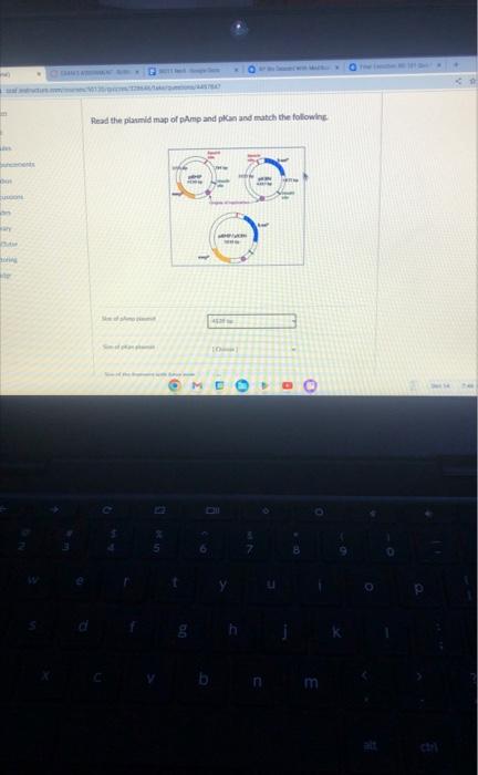 Pead the ptavmid map of pAmp and plag and match the | Chegg.com