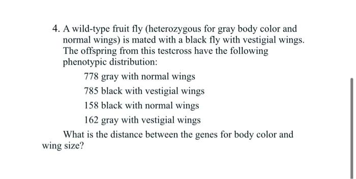 Solved 4. A wild-type fruit fly (heterozygous for gray body | Chegg.com