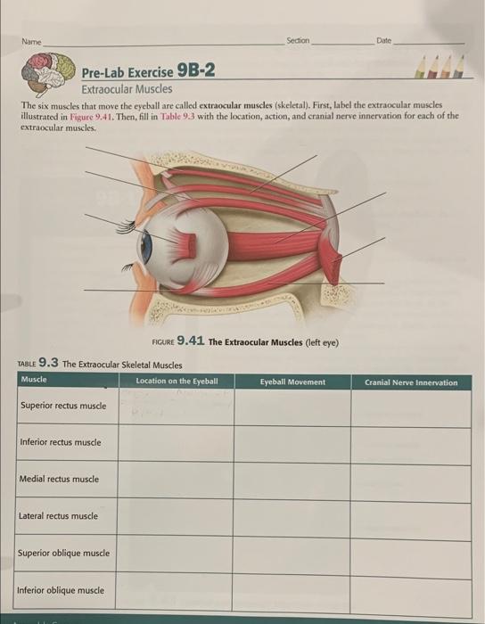 Solved Name Section Date Pre-Lab Exercise 9B-2 Extraocular | Chegg.com