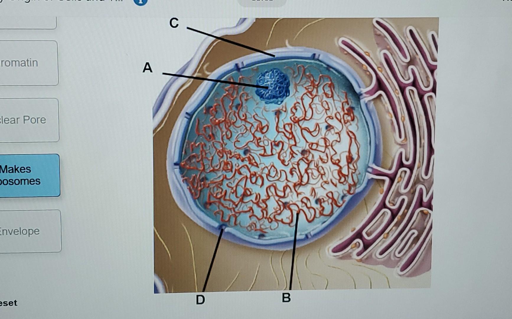 Solved Evolutionary Origin of Cells and T... i Save & | Chegg.com