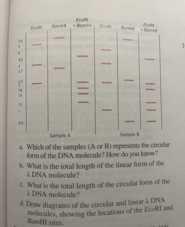 Solved by an EXPERT d. ﻿Draw diagrams of the circular and linear λ ﻿DNA | Chegg.com