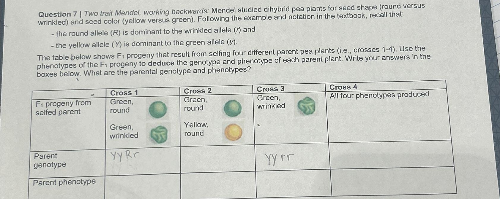 Solved Mendel studied dihybrid pea plants for seed shape | Chegg.com