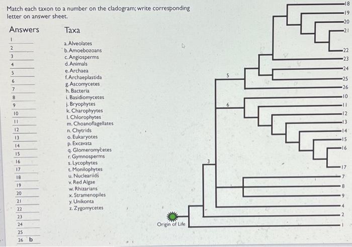 Solved Match each taxon to a number on the cladogram; write | Chegg.com