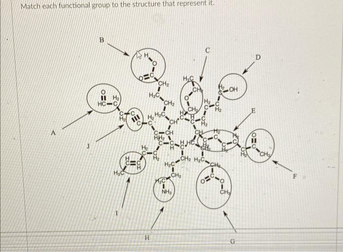Solved Match each functional group to the structure that | Chegg.com