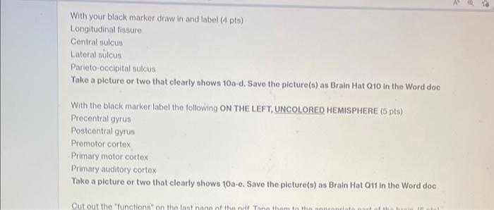 Brain Cap PatternTo Make the "Cap" (21pts) | Chegg.com