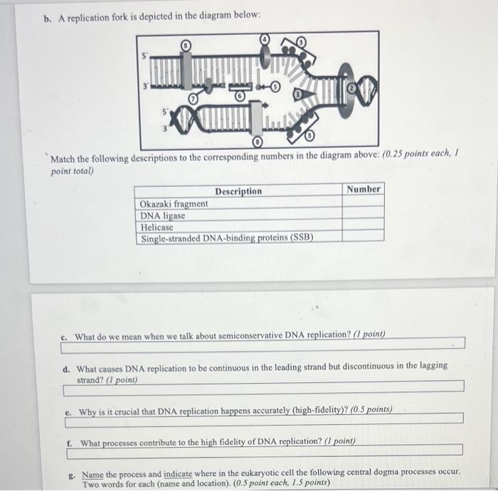 Solved b. A replication fork is depicted in the diagram | Chegg.com