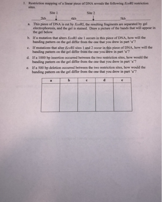 Solved 1. Restriction mapping of a linear piece of DNA | Chegg.com