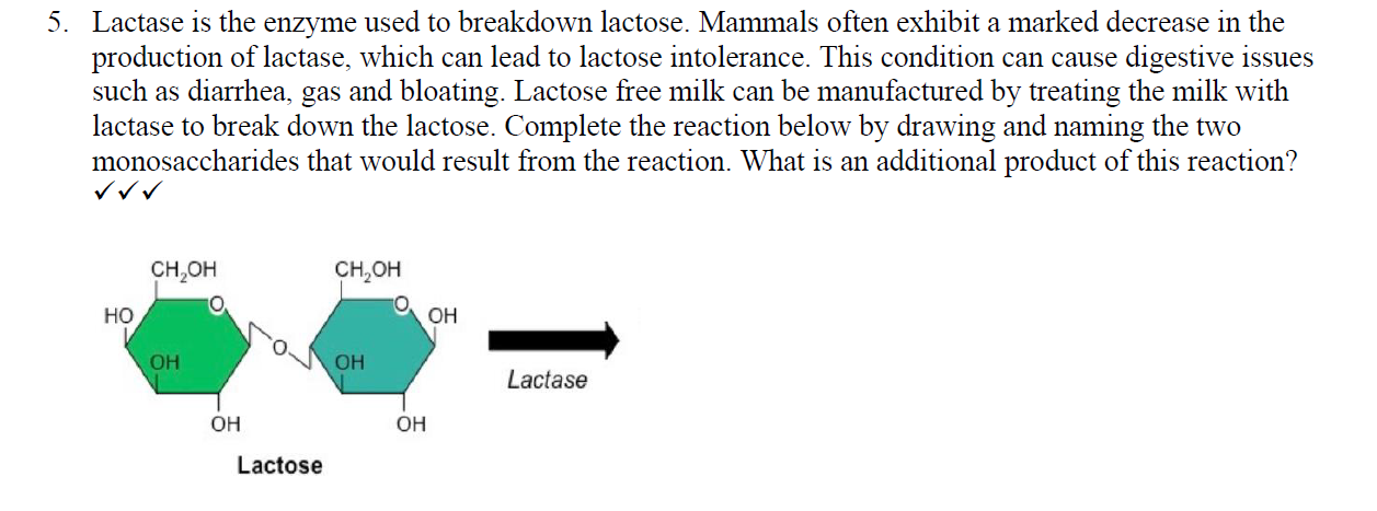 Solved 5. ﻿Lactase is the enzyme used to breakdown lactose. | Chegg.com