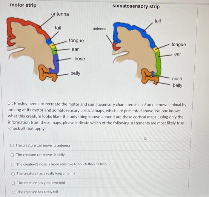 Solved motor strip somatosensory strip antenna tail tail | Chegg.com