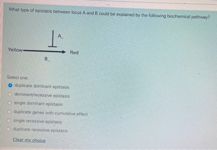 Solved What type of epistasis between locus A and B could be | Chegg.com