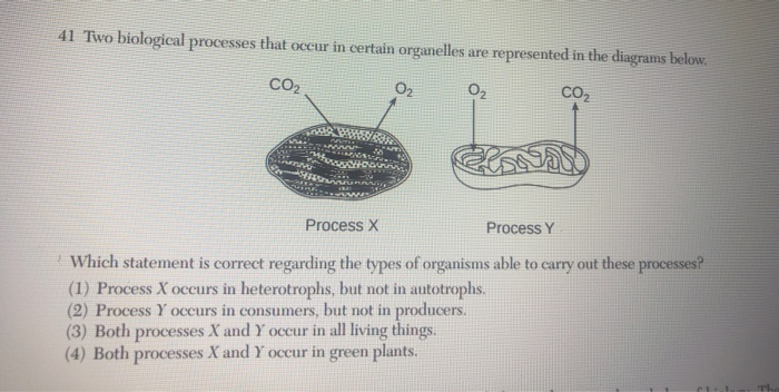 Solved 41 Two biological processes that occur in certain | Chegg.com