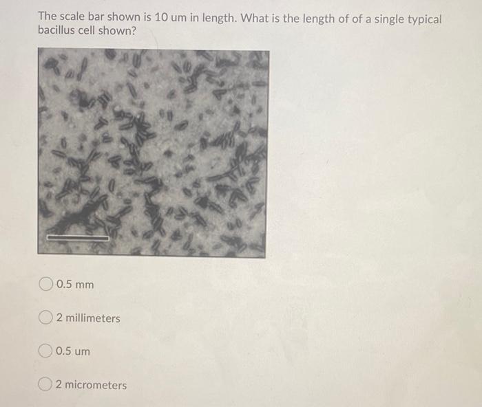 Solved The scale bar shown is 10 um in length. What is the | Chegg.com