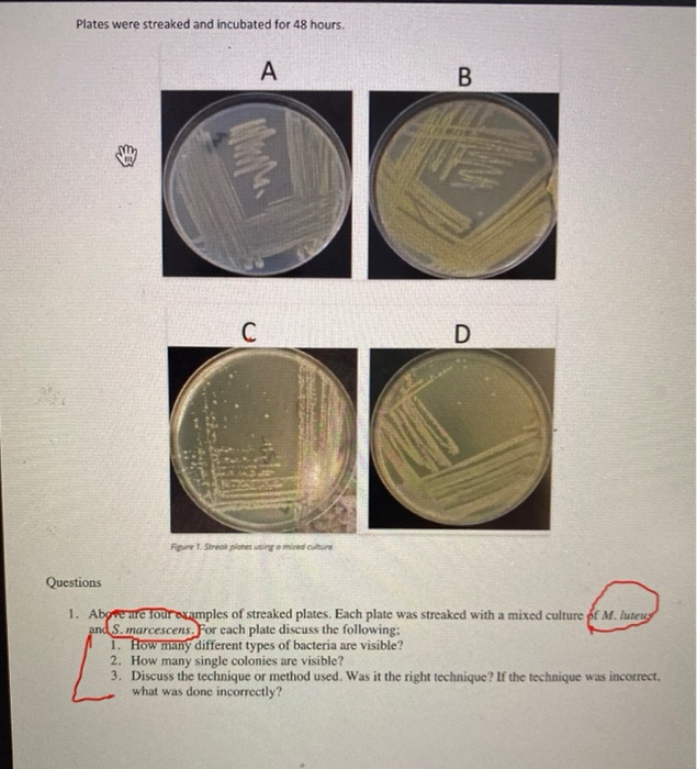 Solved Plates were streaked and incubated for 48 hours. A B. | Chegg.com