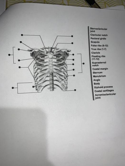 Solved Sternoclavicular joint Clavicular notch Pectoral | Chegg.com