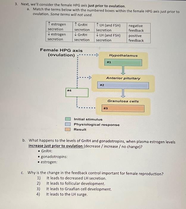 Solved 3. Next, we'll consider the female HPG axis just | Chegg.com
