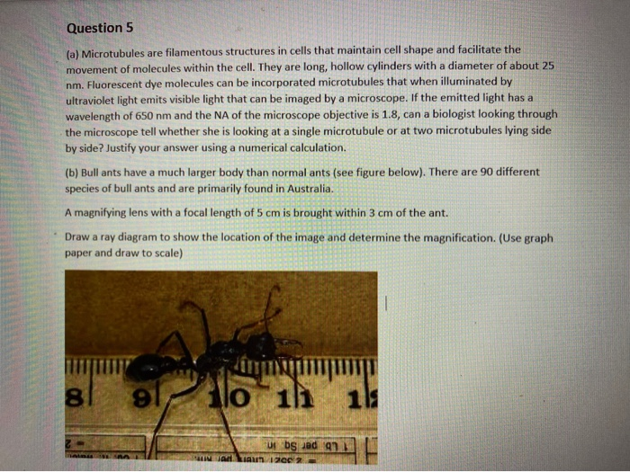 Solved Question 5 (a) Microtubules are filamentous | Chegg.com