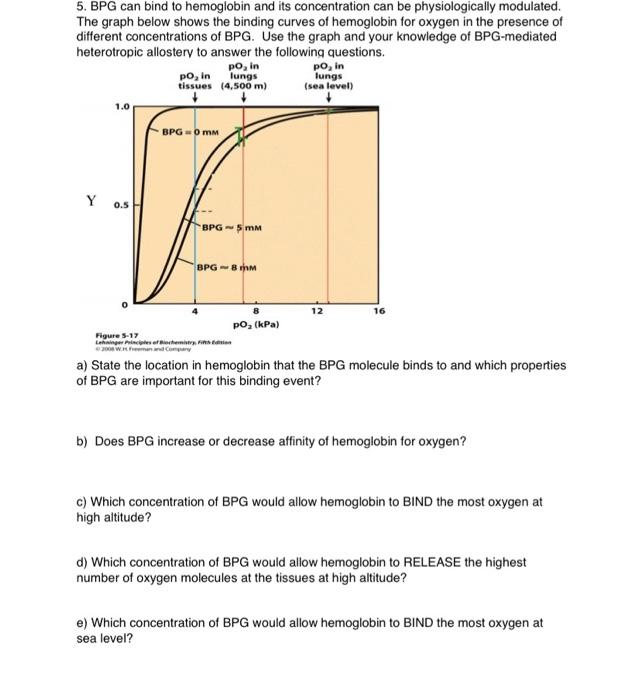 Solved 5. BPG can bind to hemoglobin and its concentration | Chegg.com