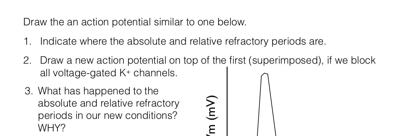 Solved Draw the an action potential similar to one | Chegg.com