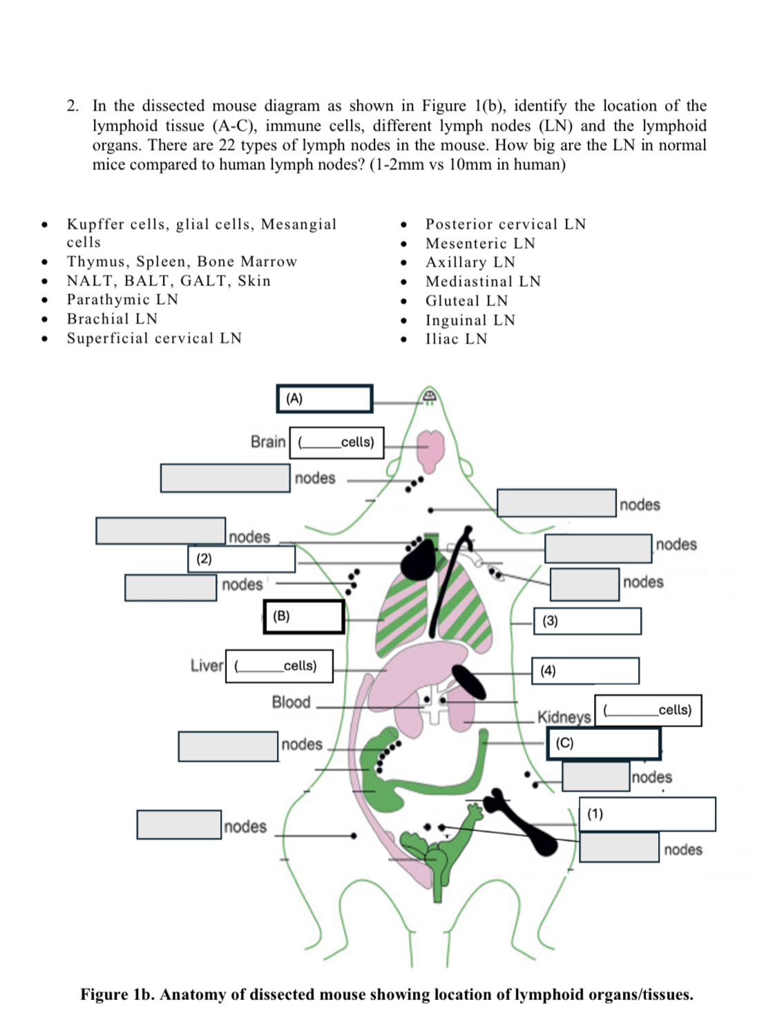 Solved In the dissected mouse diagram as shown in Figure | Chegg.com
