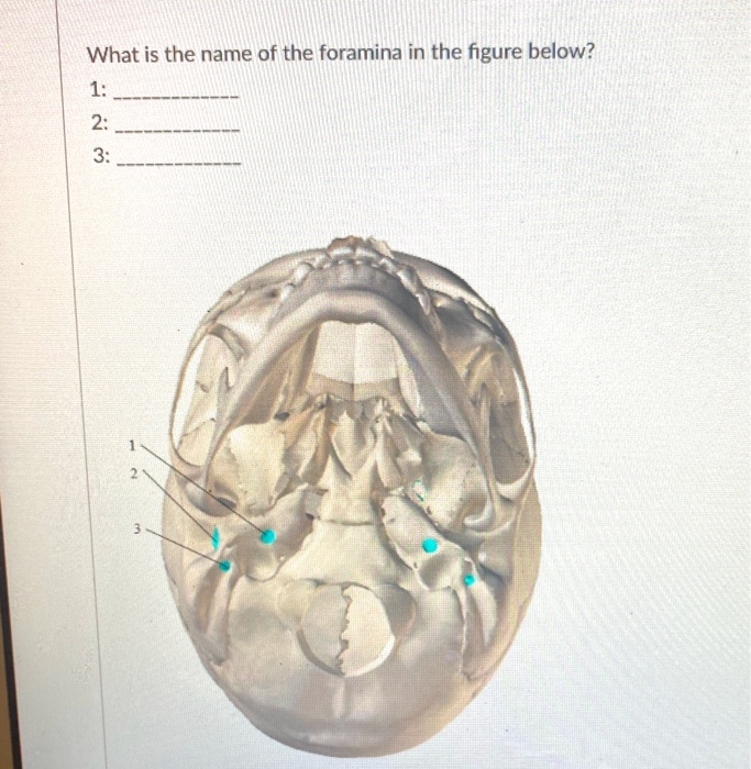 Solved What is the name of the foramina in the figure below? | Chegg.com