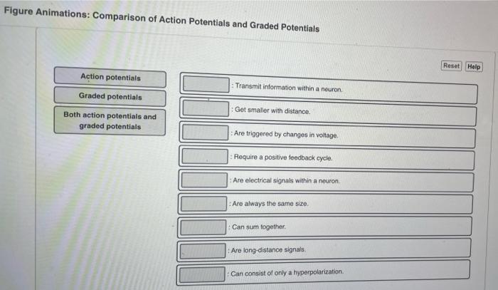 Solved Figure Animations: Comparison of Action Potentials | Chegg.com