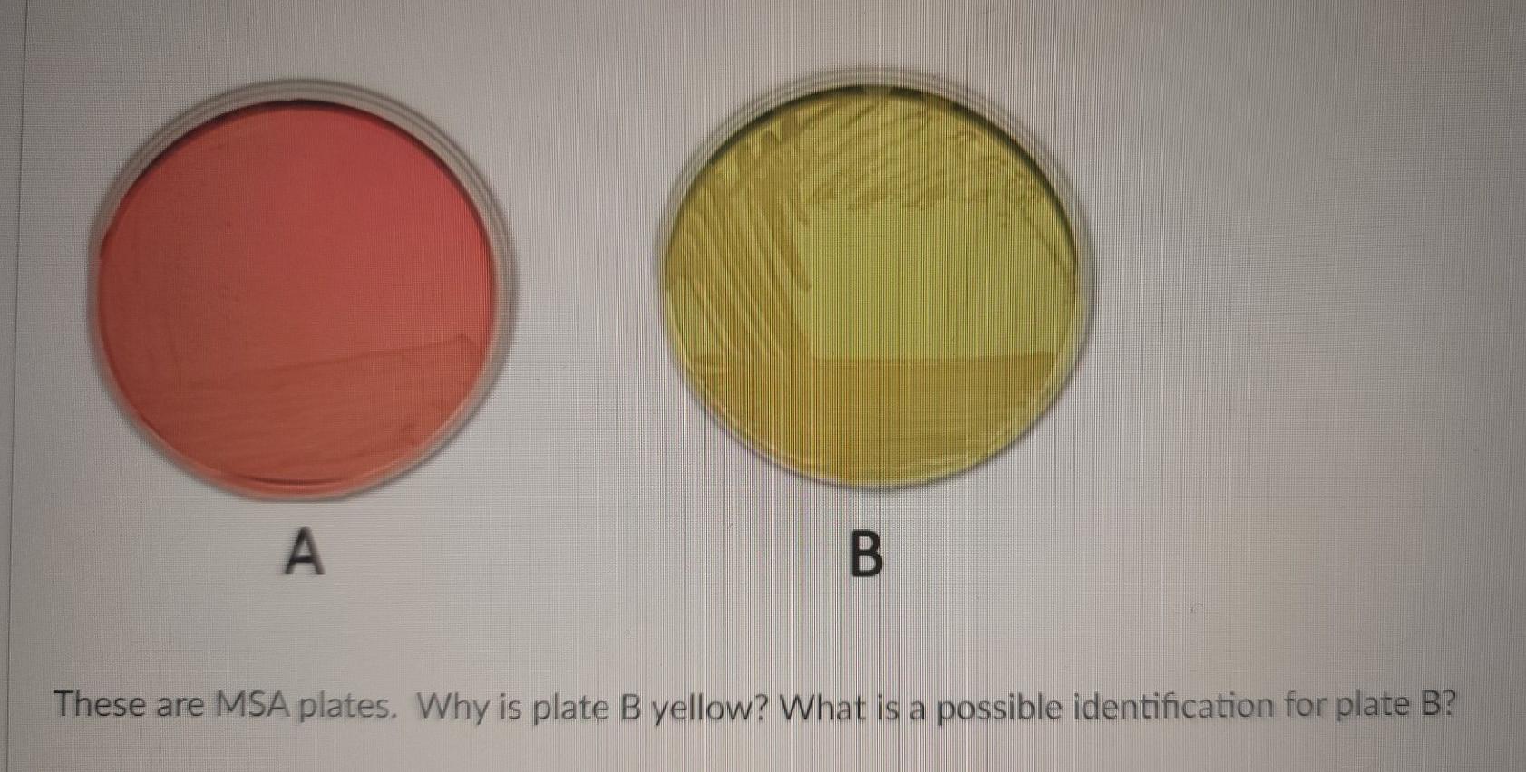Solved A B These are MSA plates. Why is plate B yellow? What | Chegg.com