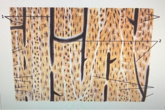 Solved IDENTIFY POINTED CELL 1. 2 | Chegg.com