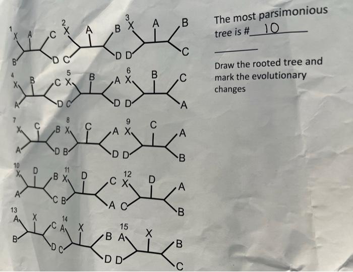 The most parsimonious tree is #_10 Draw the rooted | Chegg.com