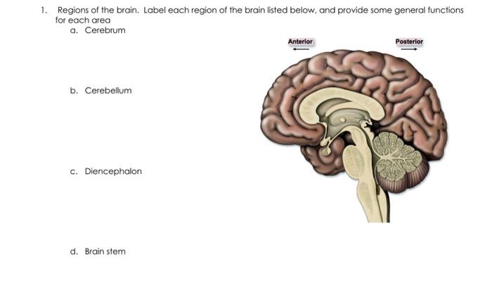 Solved Regions of the brain. Label each region of the brain | Chegg.com