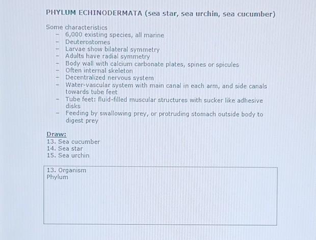 Solved PHYLUM ECHINODERMATA (sea star, sea urchin, sea | Chegg.com